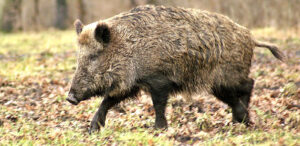 Wildpark Forstenried Munich – Wildlife & Nature Guide